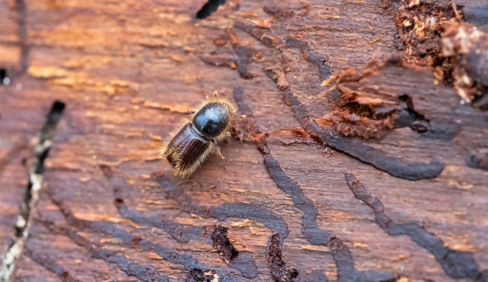 About the Trees - GFGF